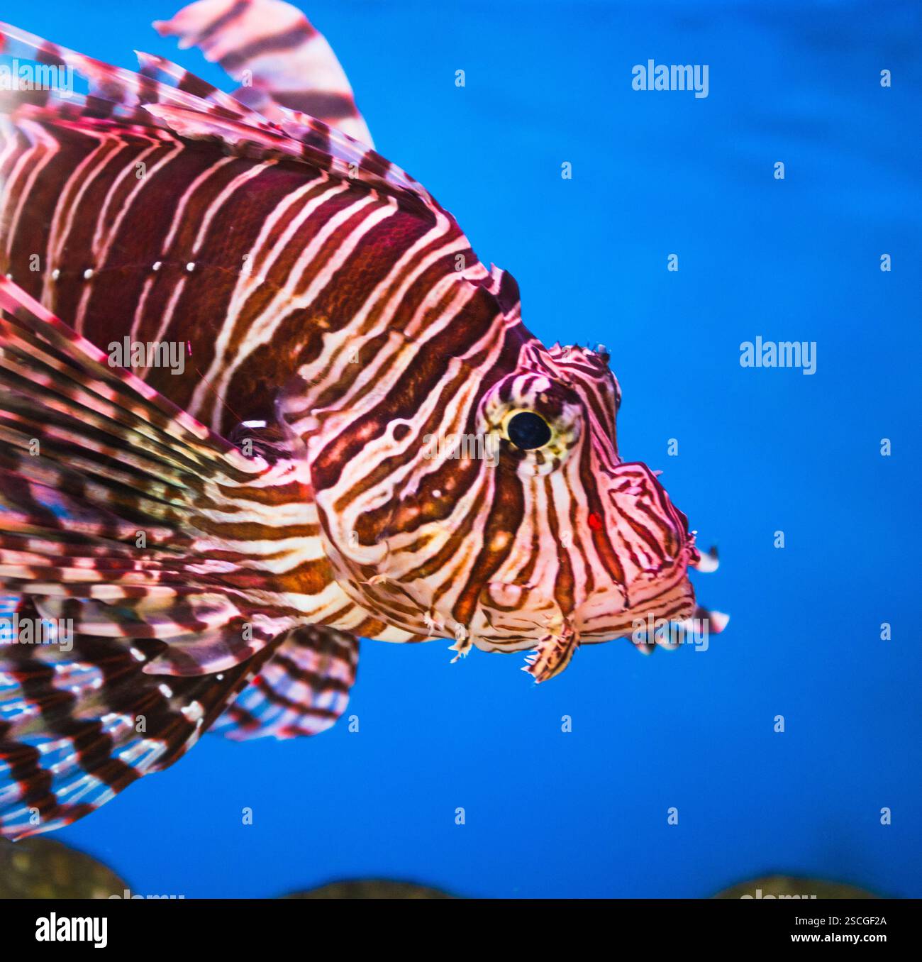 Fish in an aquarium in the National Oceanographic Museum of Vietnam ...