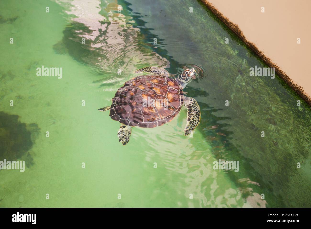Sea turtles in the pool in the National Oceanographic Museum of Vietnam ...