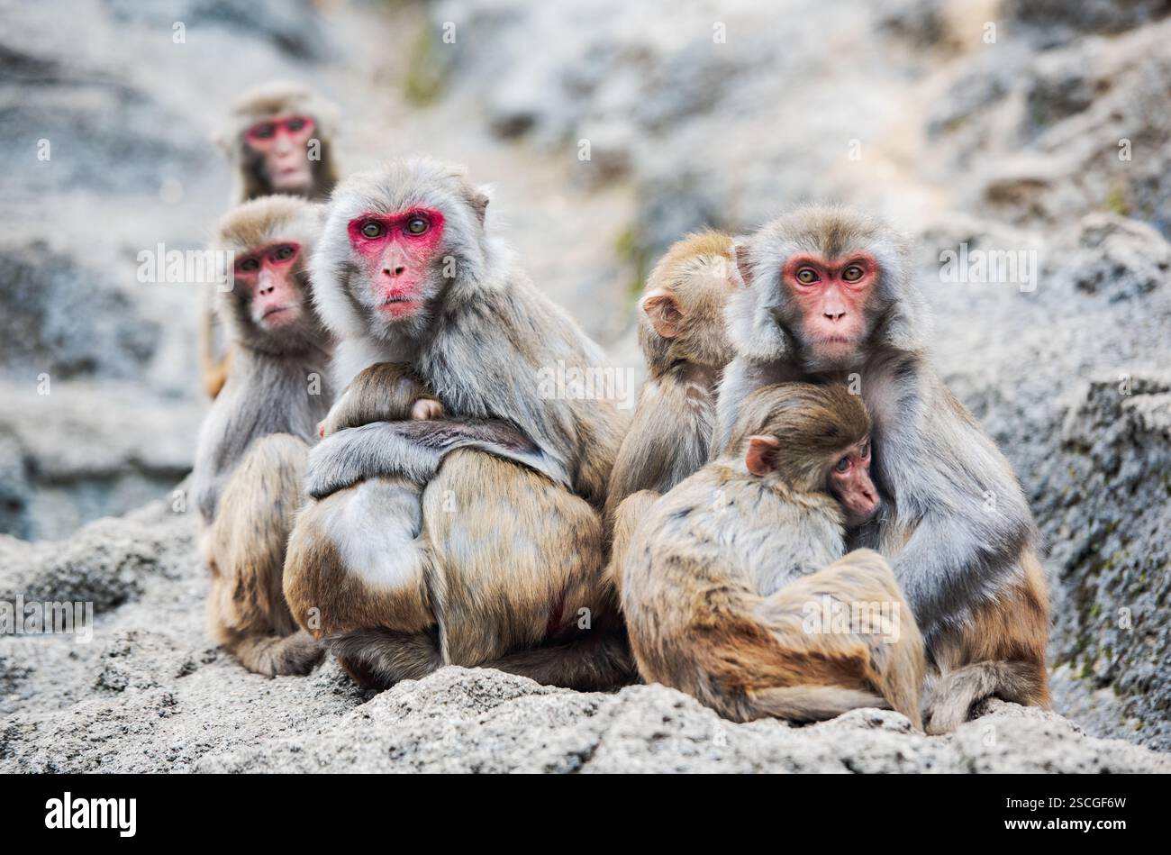 Short-tailed macaques at Bala Monkey Mountain in Fengshan County, Hechi ...