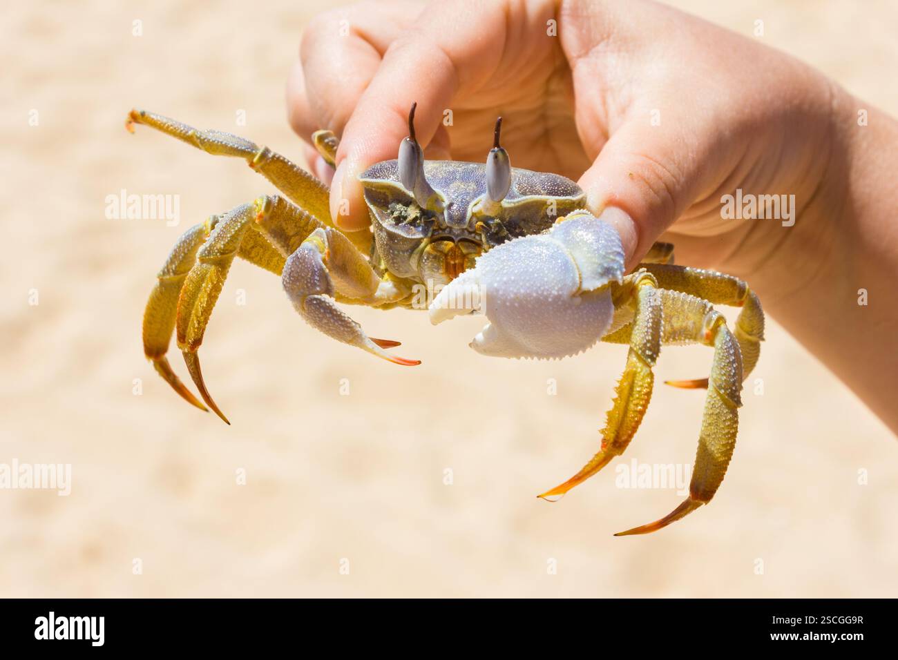 marine crab in hand on a background of sand Stock Photo - Alamy