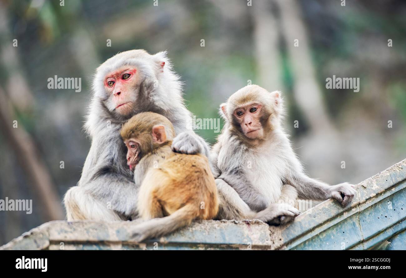 Bala monkey mountain hi-res stock photography and images - Alamy