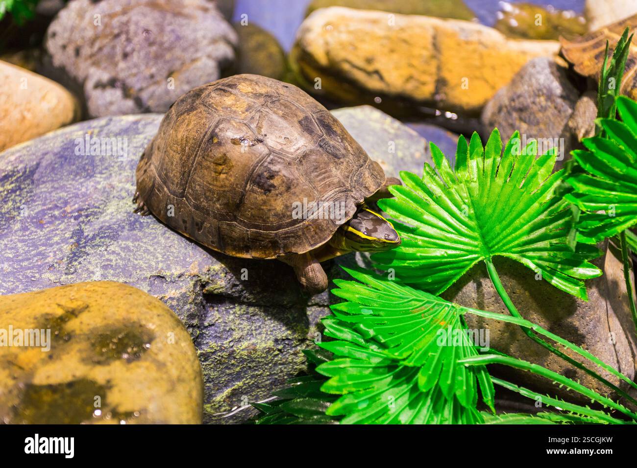 Turtle on the rocks in the terrarium Vinpearl Island Stock Photo - Alamy