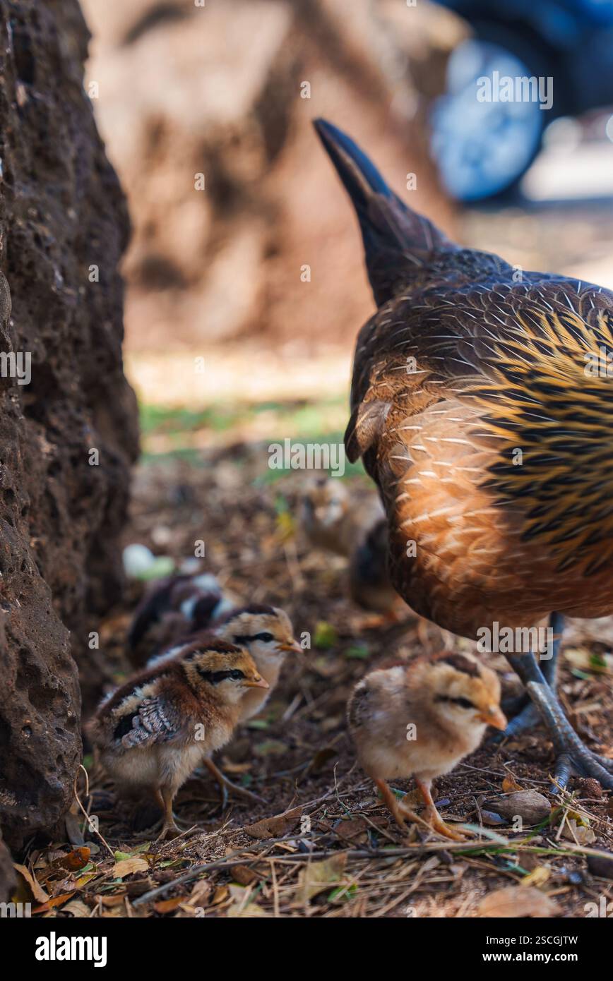 Hen chicks foraging among hi-res stock photography and images - Alamy