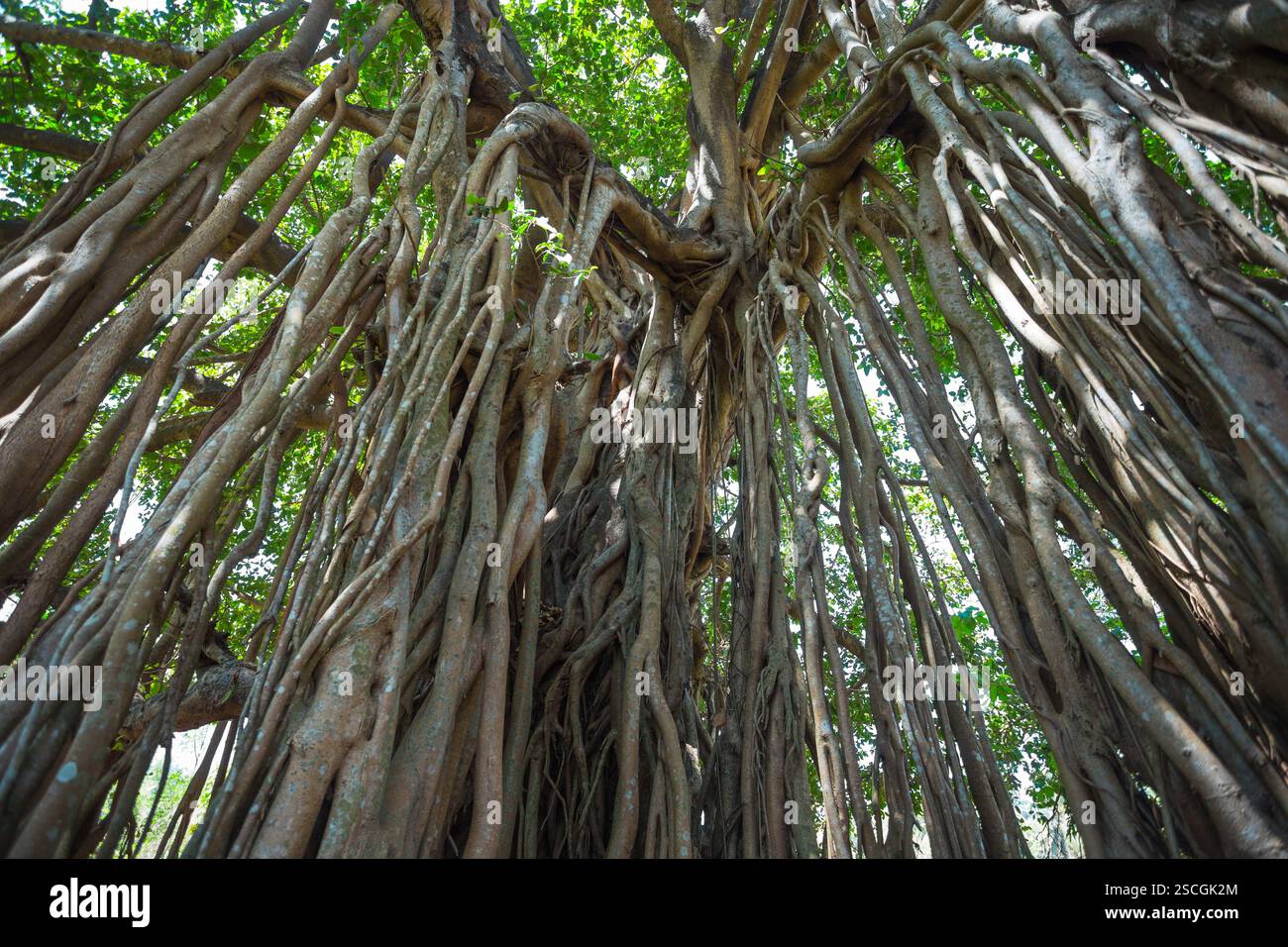 the sacred tree in the jungle. India. Goa Stock Photo - Alamy
