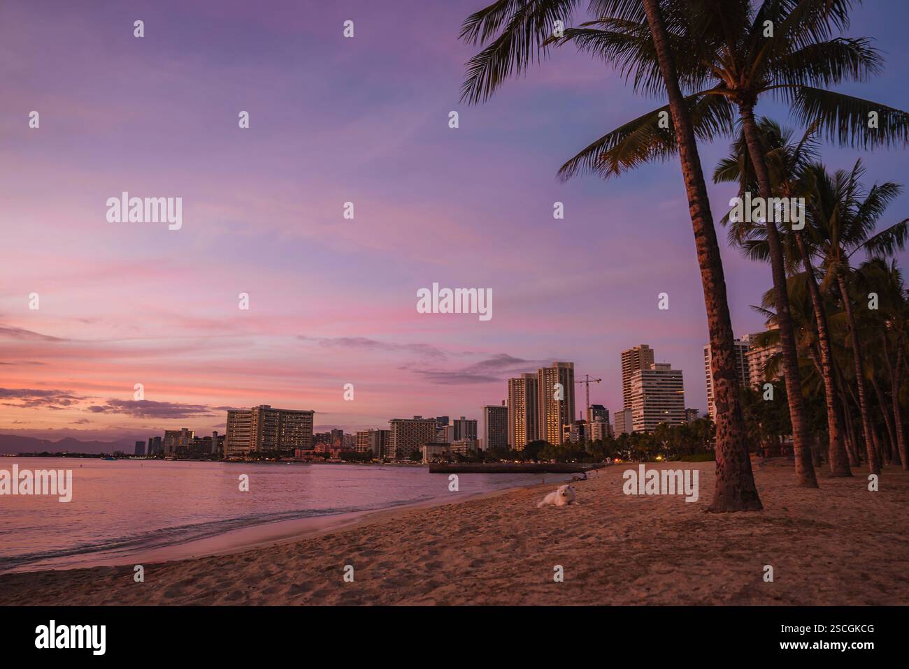 Waikiki Beach Sunset with Palm Trees and Honolulu Skyline Stock Photo - Alamy