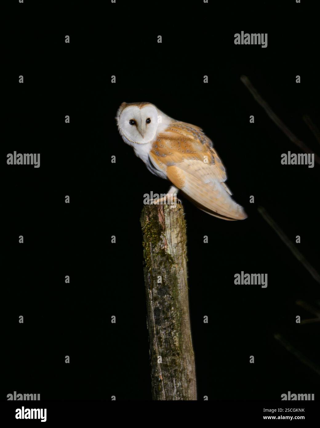 Barn owl at night Stock Photo - Alamy