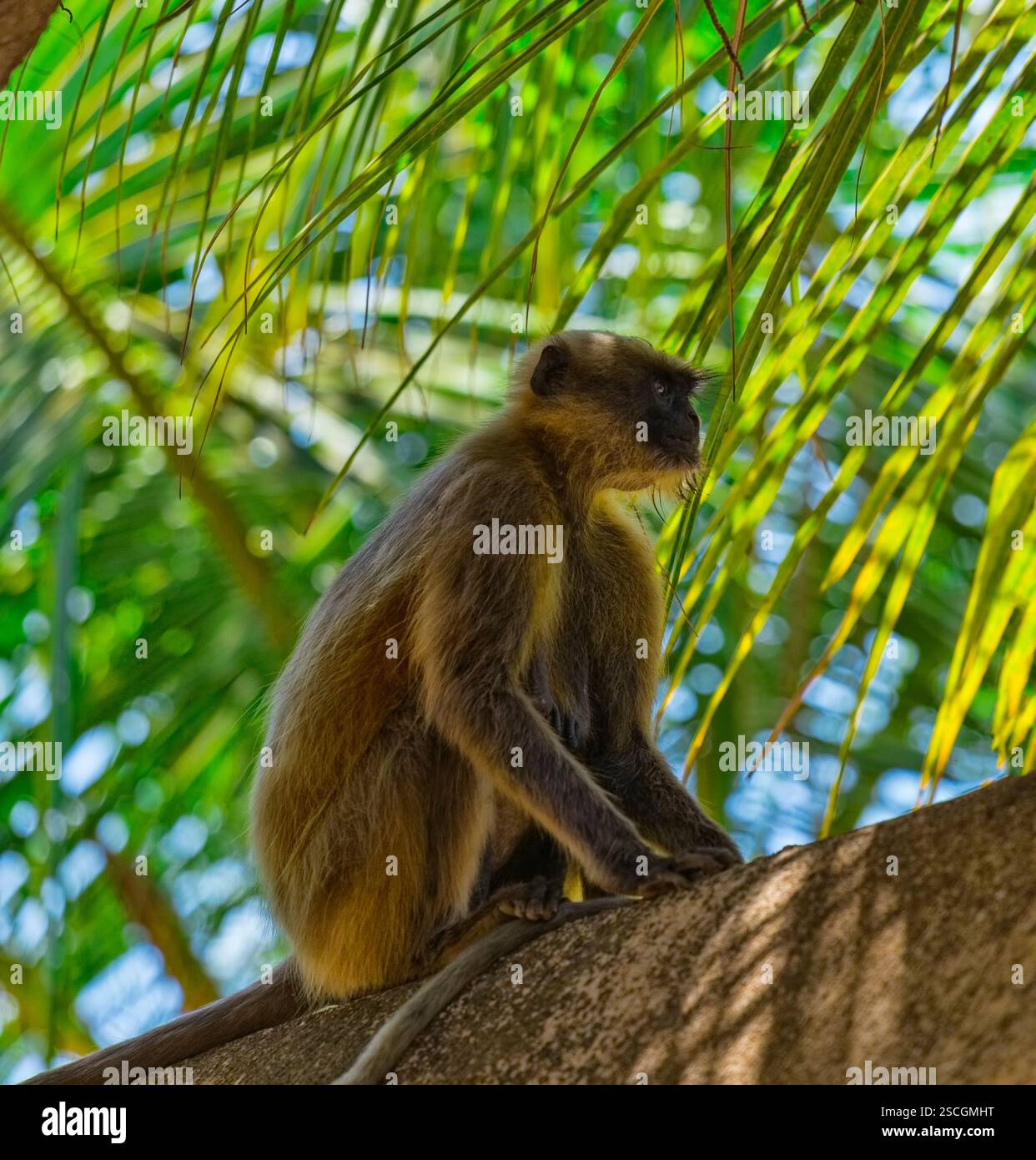 Wild monkeys in the jungles of India Stock Photo - Alamy