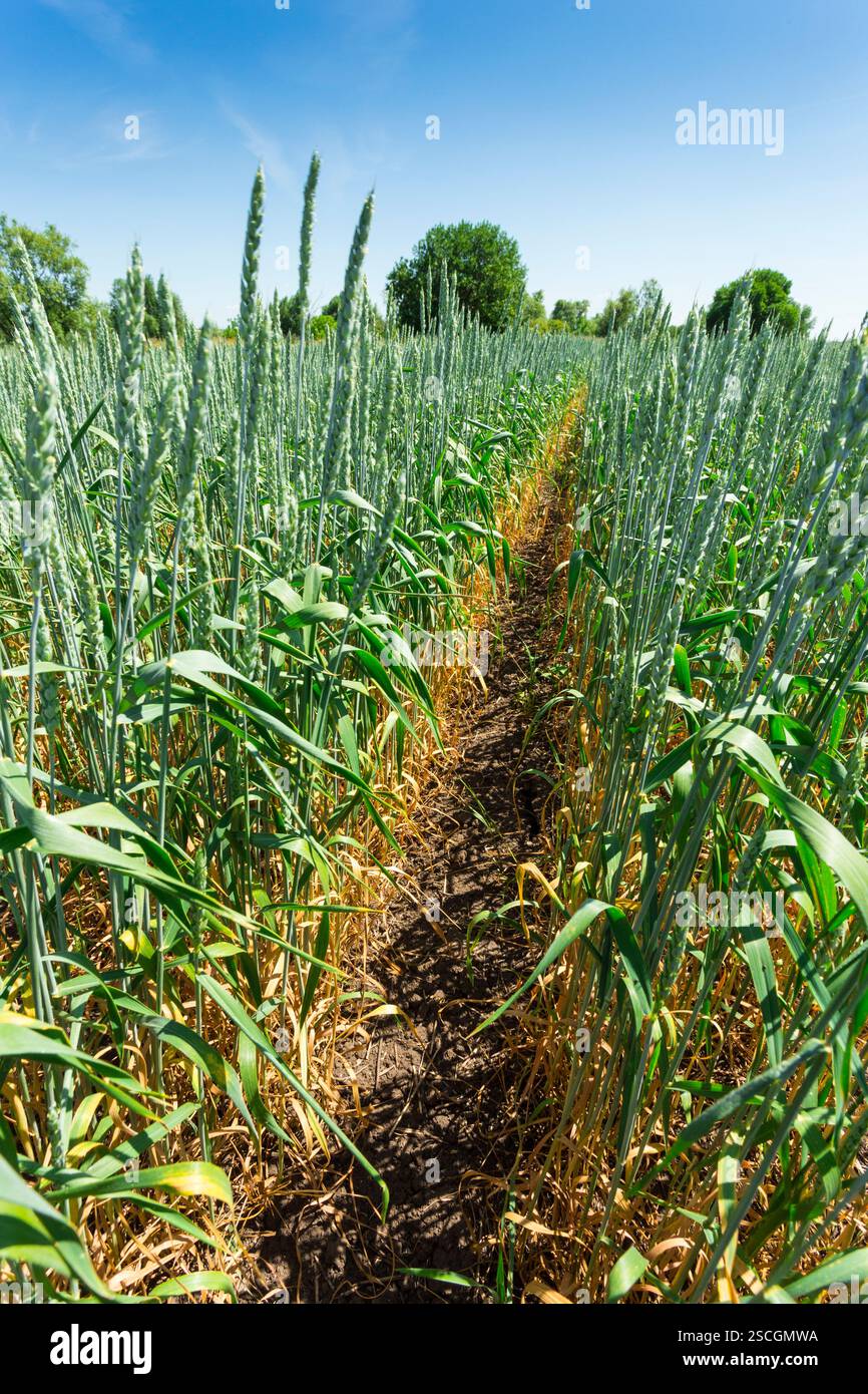spring green field with ears of wheat Stock Photo - Alamy