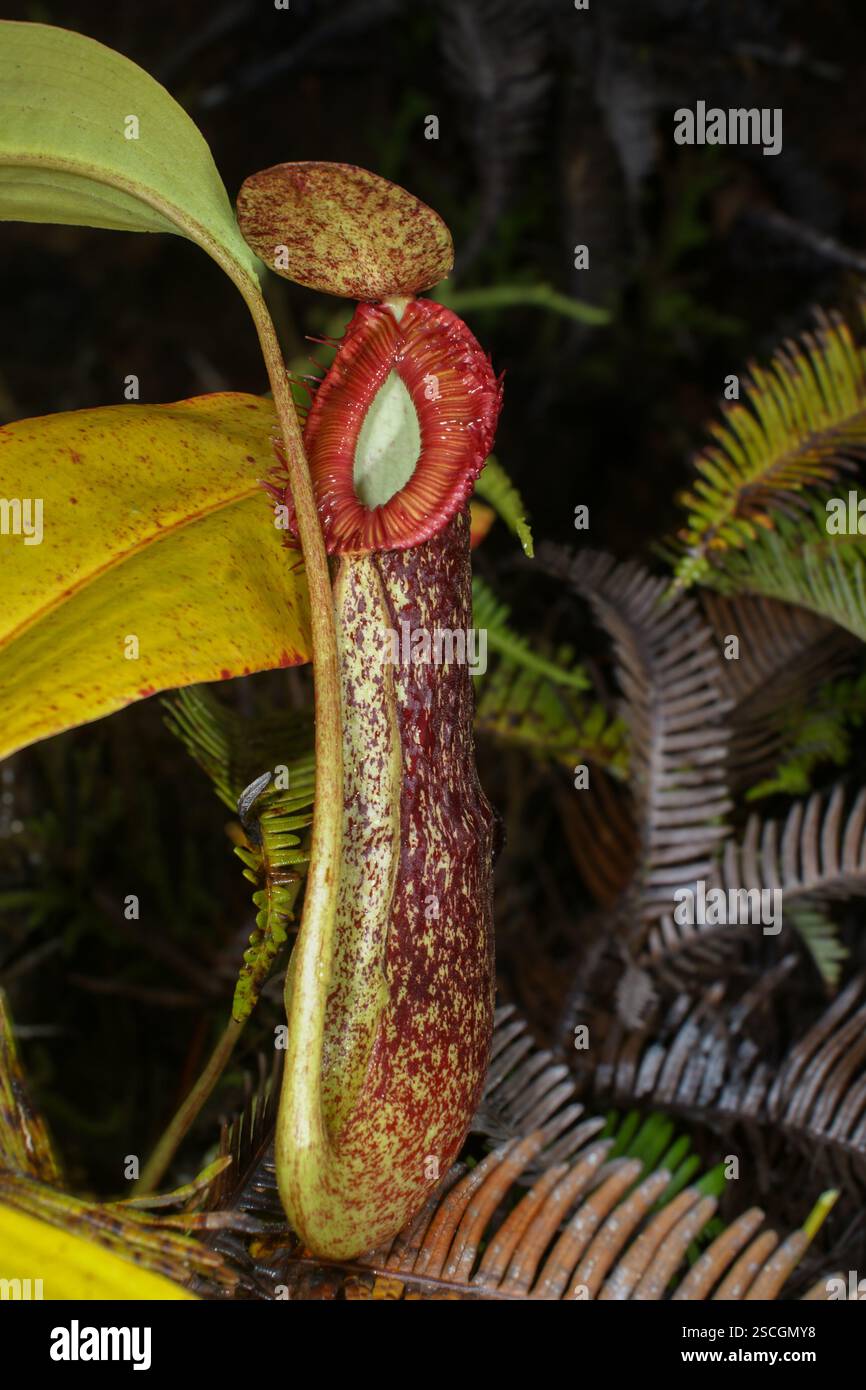 Pitcher of Nepenthes mirabilis var. echinostoma with red peristome, carnivorous pitcher plant on ...