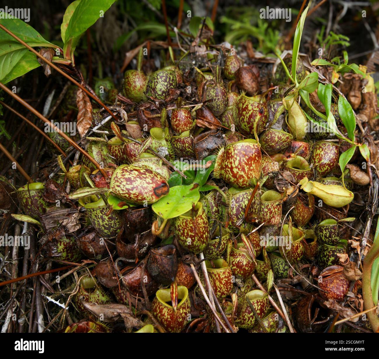 Abundantly growing lower pitchers of Nepenthes ampullaria, natural ...