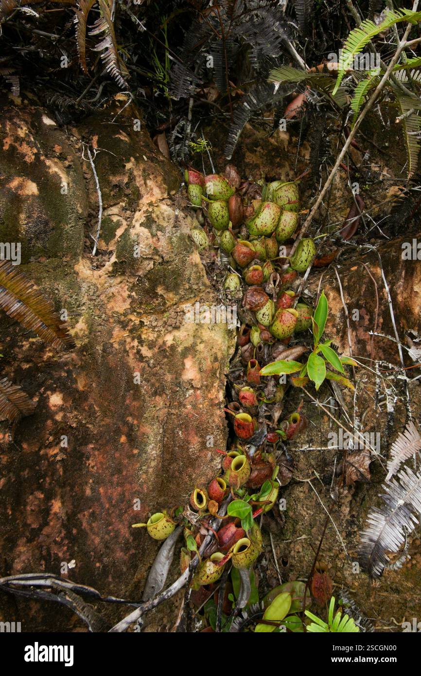 Pitchers of the carnivorous pitcher plant Nepenthes ampullaria growing ...