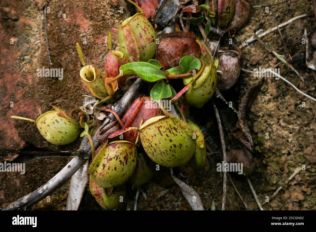 Pitchers of the carnivorous pitcher plant Nepenthes ampullaria on rocky ...