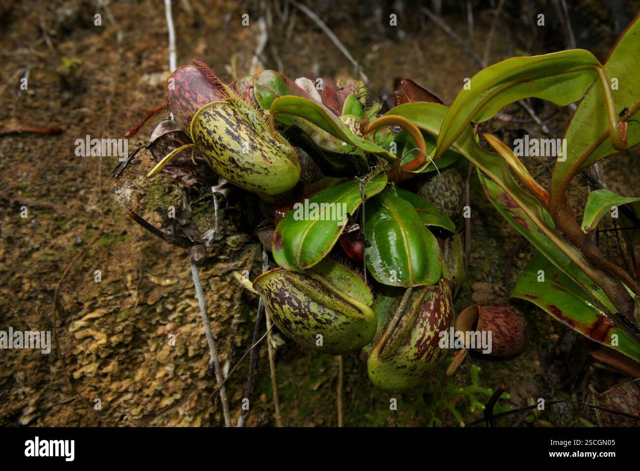 Pitchers of the carnivorous pitcher plant Nepenthes ampullaria, natural habitat, Sarawak, Borneo ...