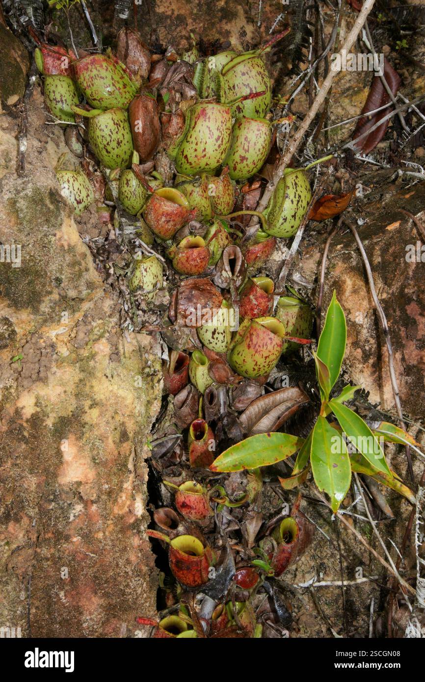 Pitchers of the carnivorous pitcher plant Nepenthes ampullaria growing ...