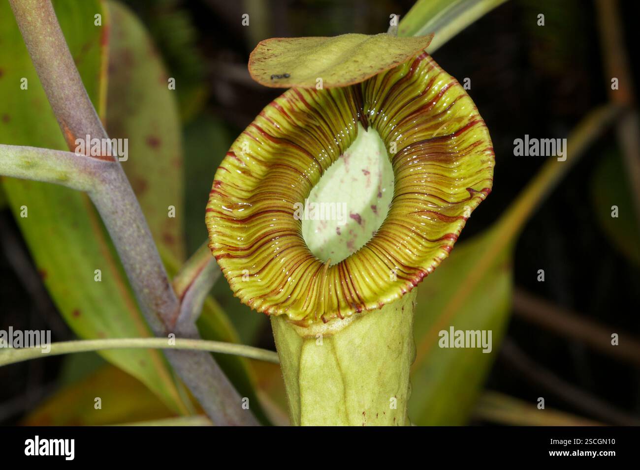 Broad rim on the pitcher of Nepenthes mirabilis var. echinostoma, carnivorous pitcher plant on ...