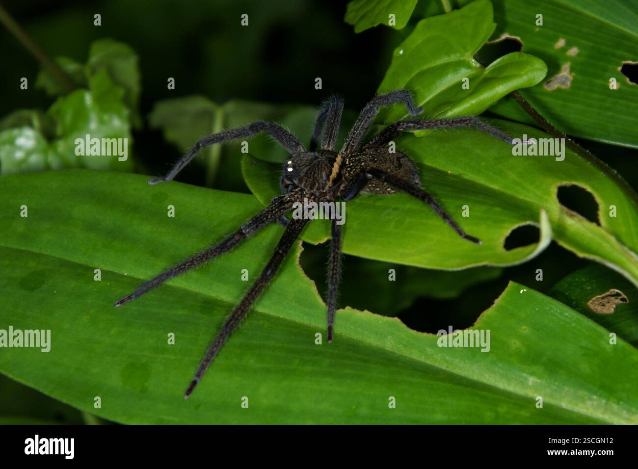 Black-jaw Huntsman spider (Heteropoda tetrica), Sarawak, Borneo Stock ...