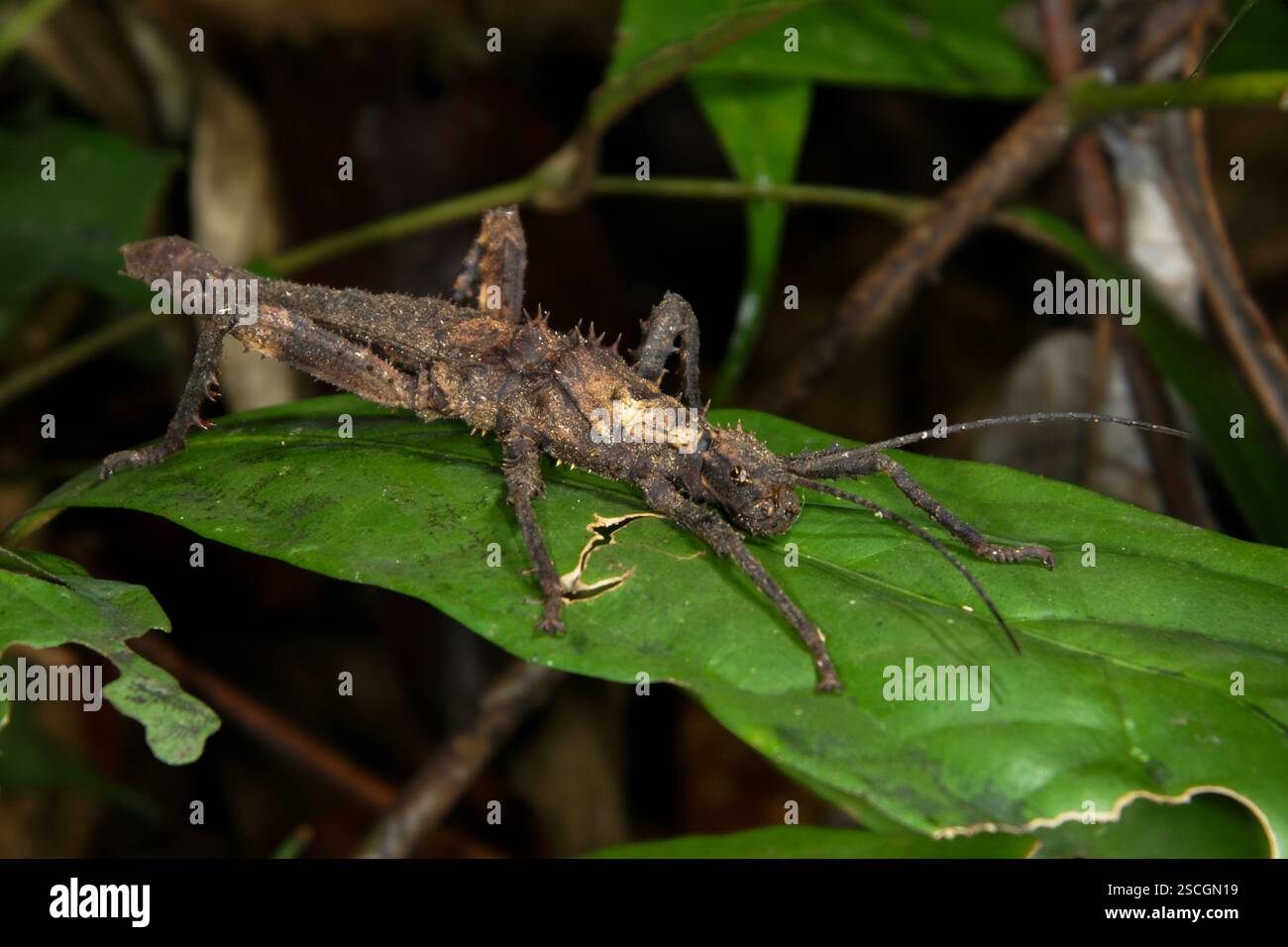 Stick insect Prickly Haaniella (Haaniella echinata), on a leaf in ...