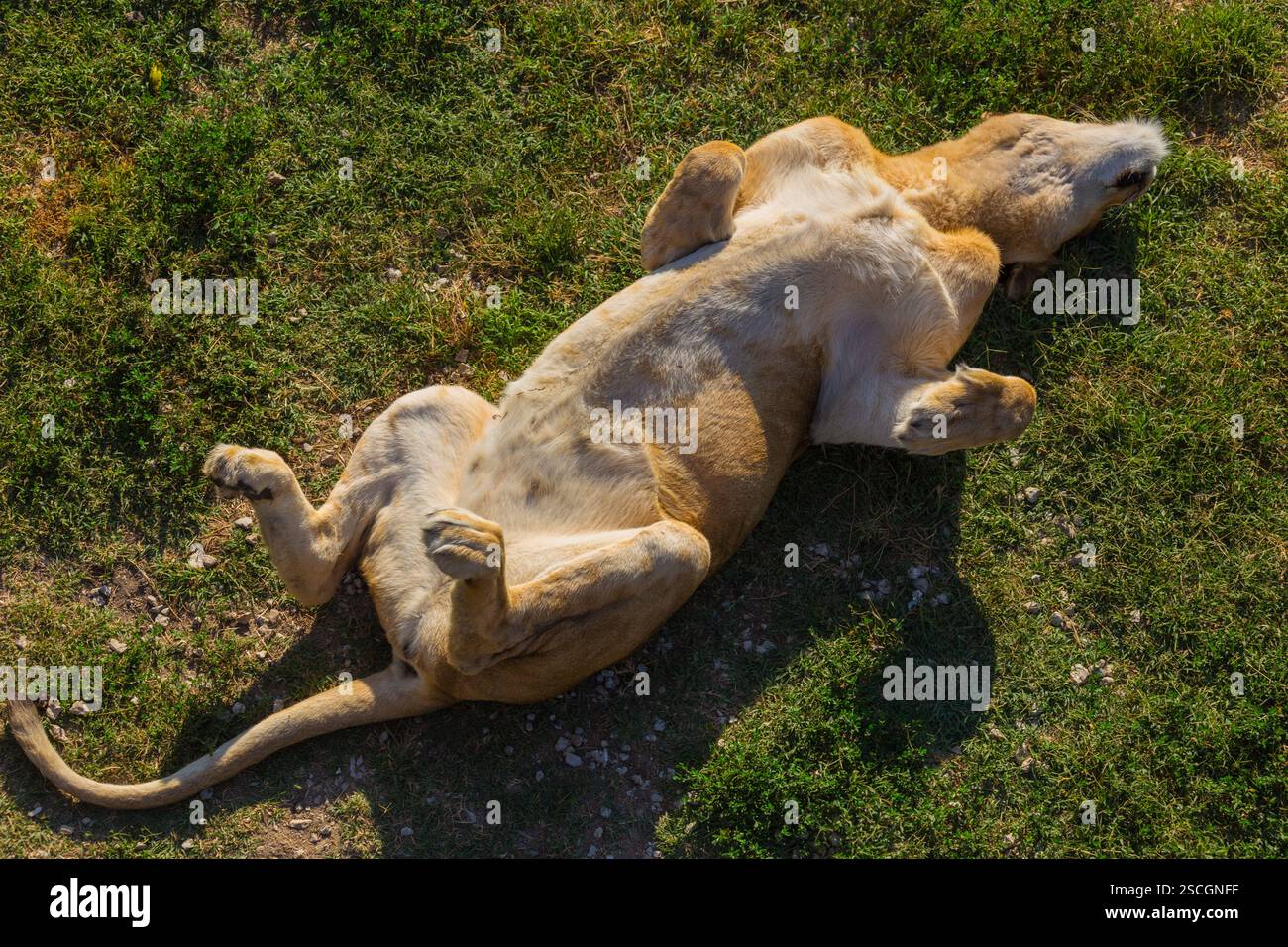 Lion Pride in nature safari park "Taigan" Belogorsk Crimea Stock Photo ...