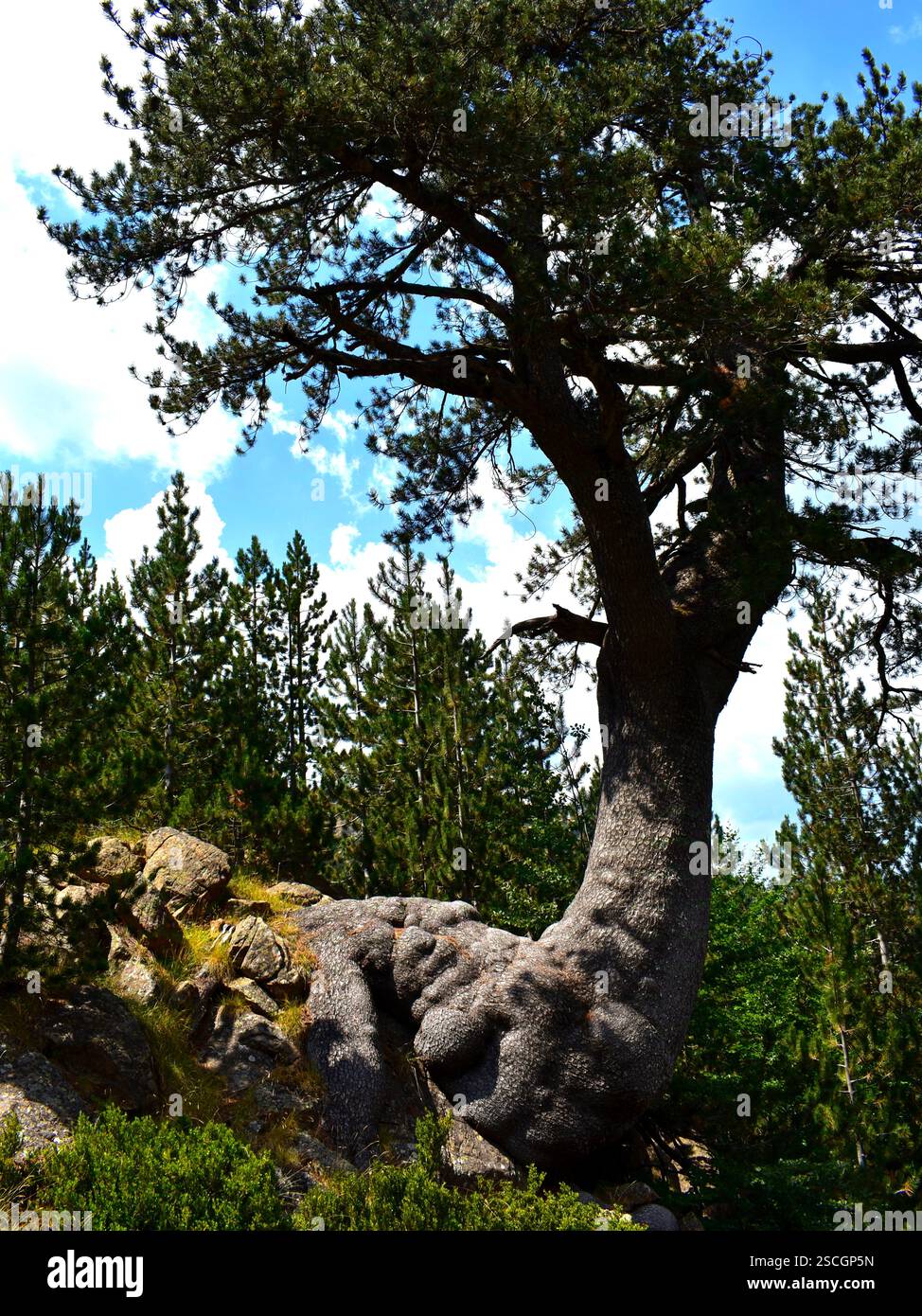 Pine tree with unique shape Stock Photo - Alamy