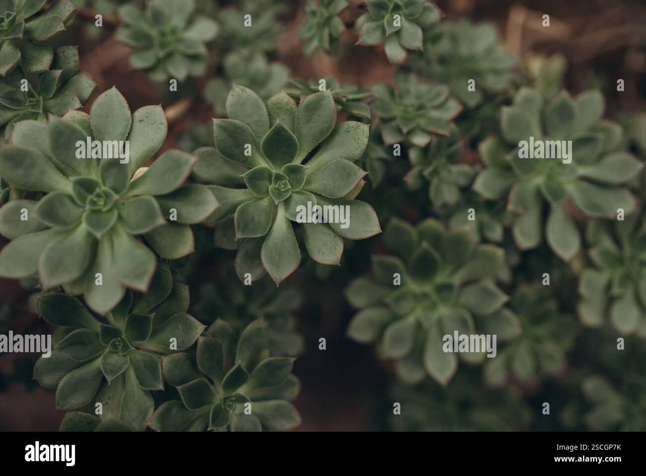 Thick leaves succulents hi-res stock photography and images - Alamy