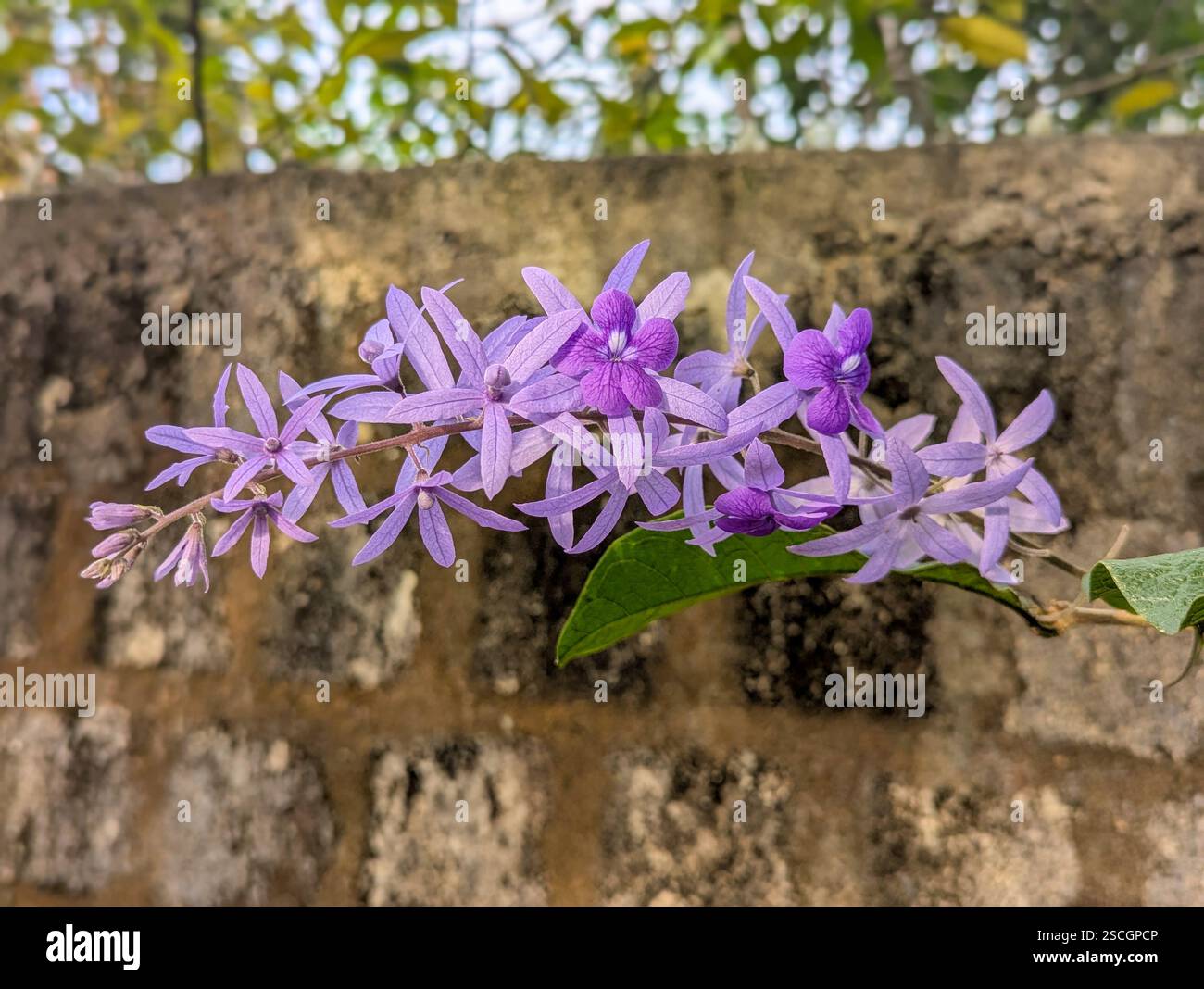 Queens flowers hi-res stock photography and images - Alamy
