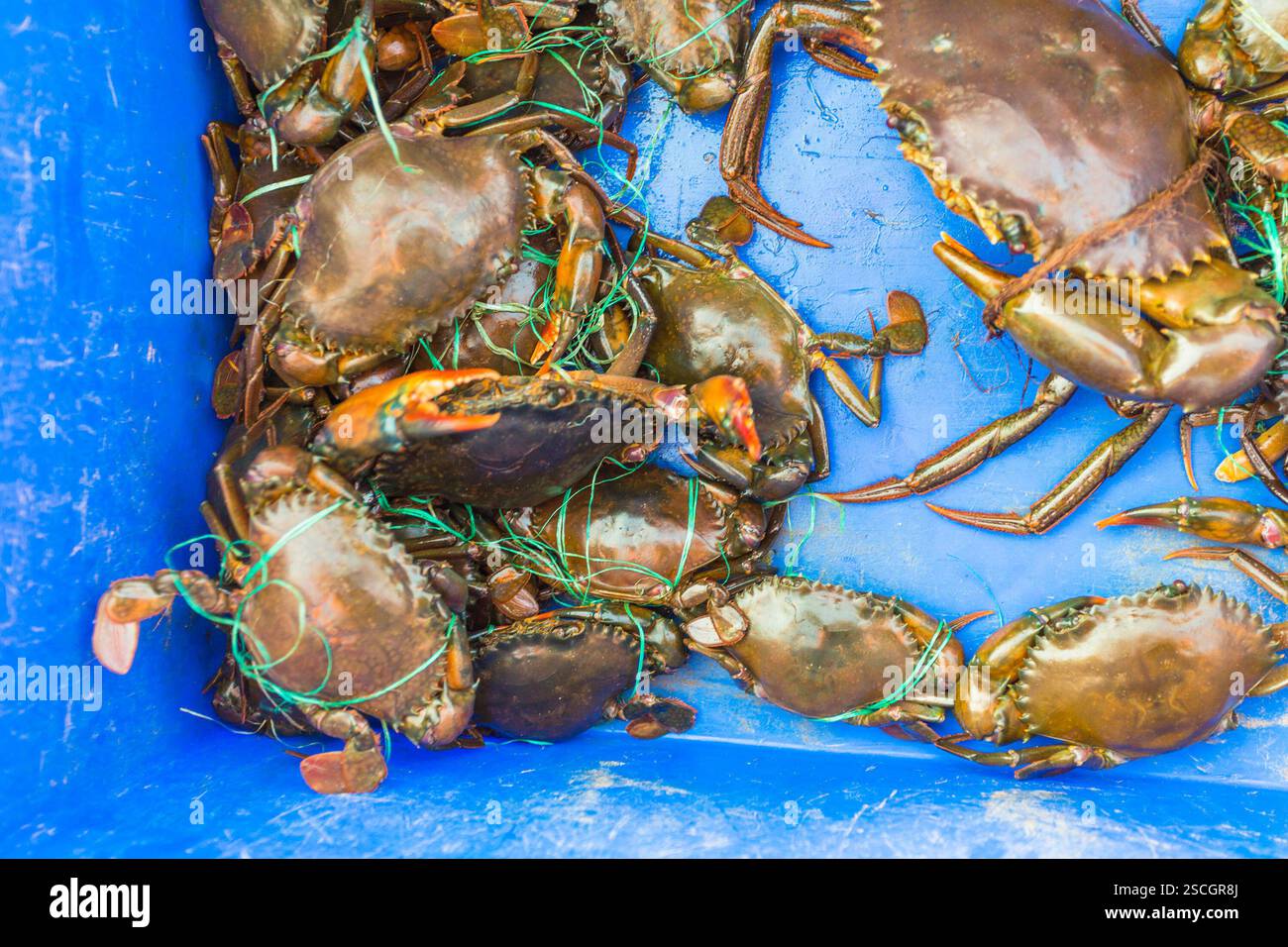 Sale of crabs in the markets of different cities of Goa and other ...