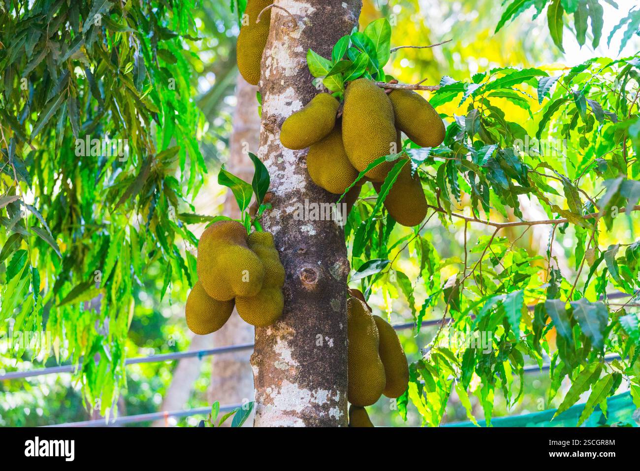 Large jackfruit on the trees in the jungles of India Stock Photo - Alamy