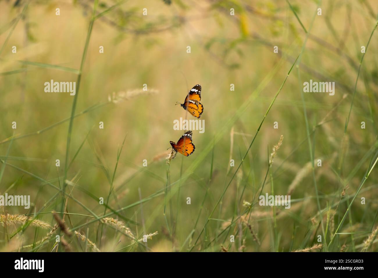 Pair of Plain tiger butterflies in a meadow at the Al marmoom desert ...