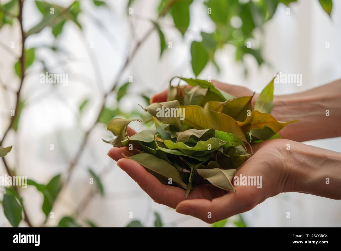 Gardener holding wilting and drying leaves from a houseplant ...