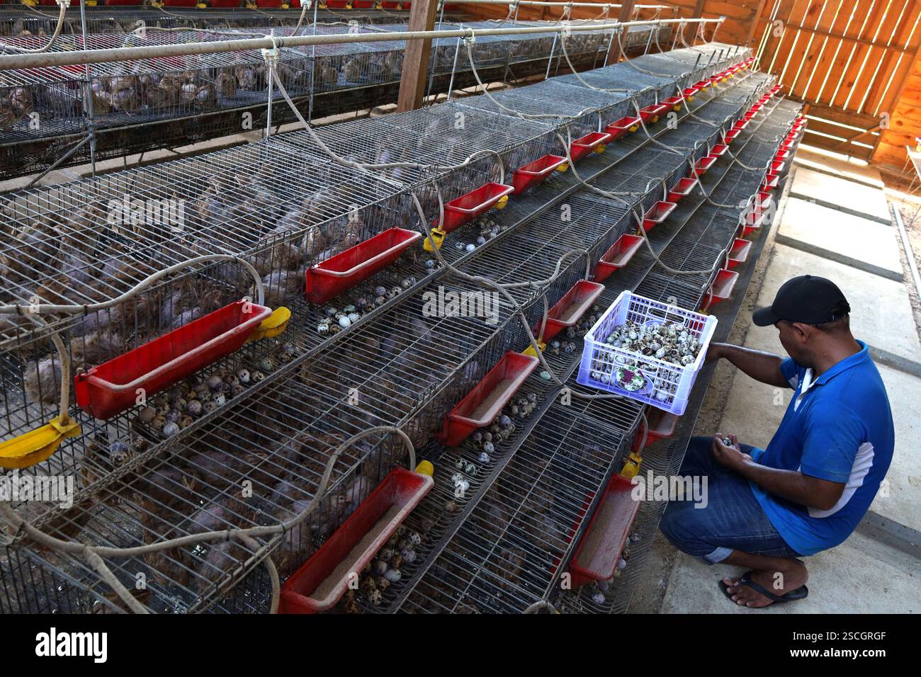 Quail farms hi-res stock photography and images - Alamy
