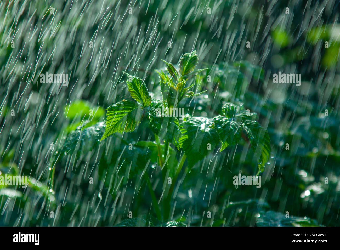The branch of shrubs in the pouring rain Stock Photo - Alamy