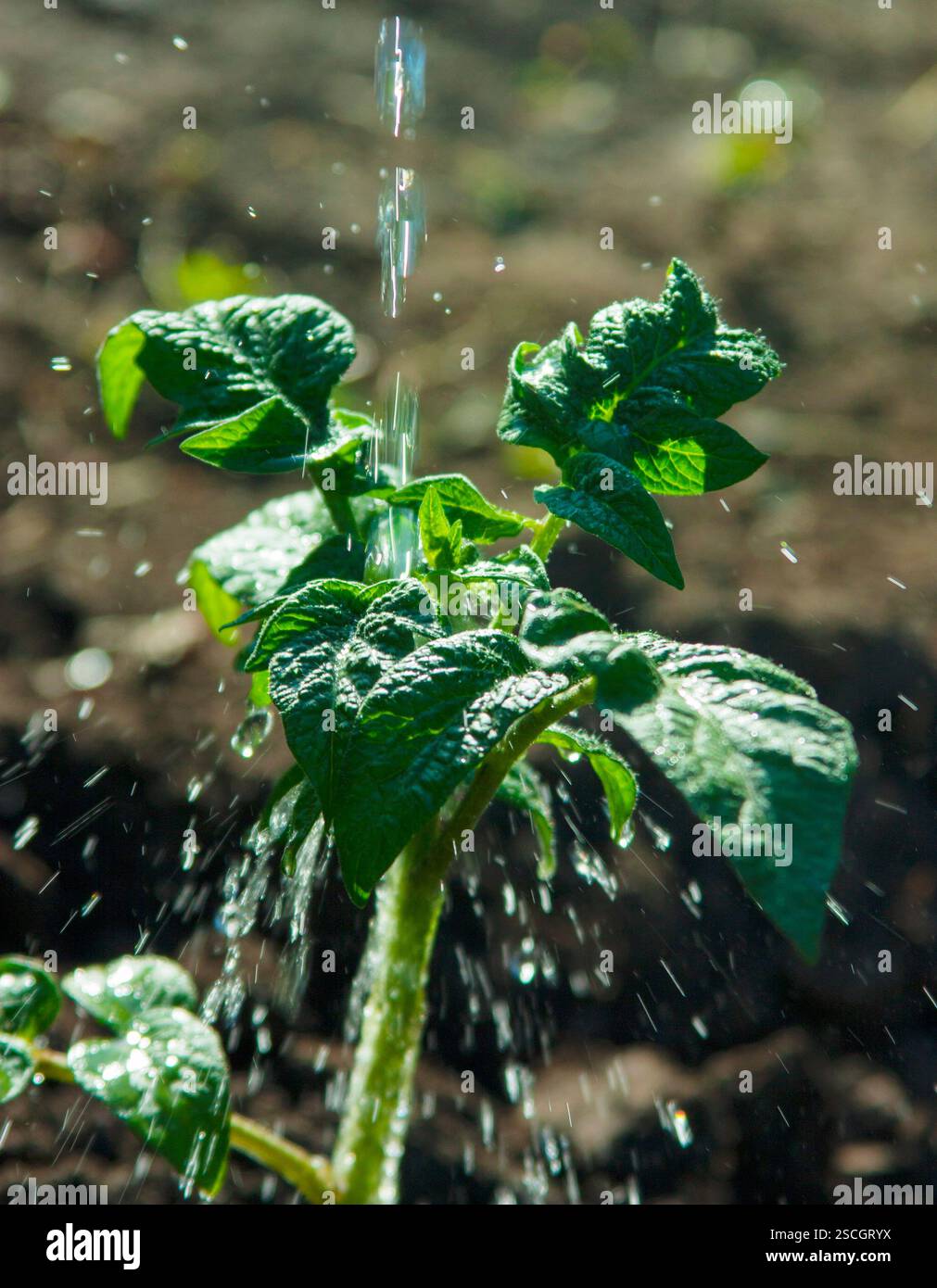 Watering seedling tomatoes in the summer of clean water Stock Photo - Alamy