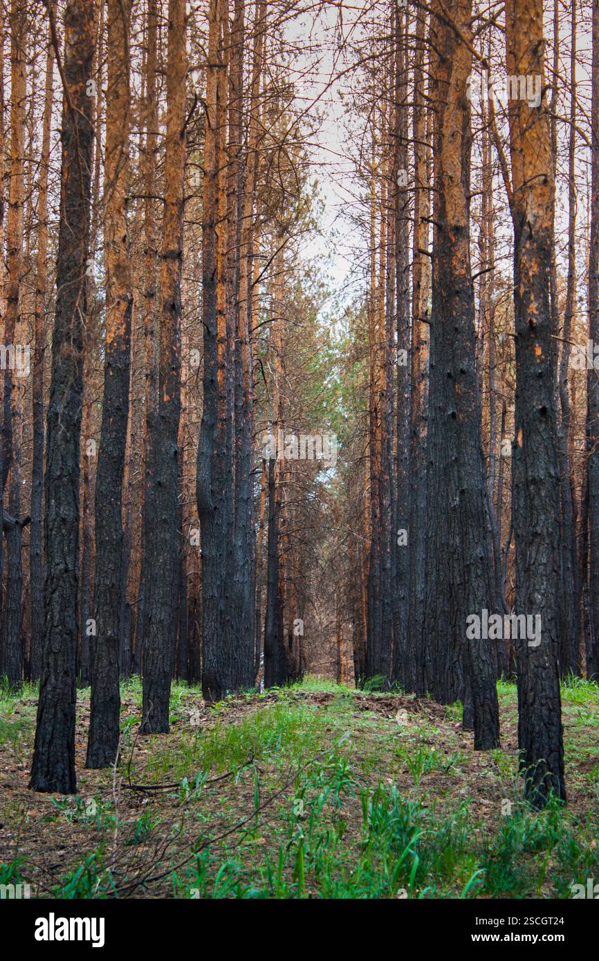 Smoke ashes after forest fire hi-res stock photography and images - Alamy