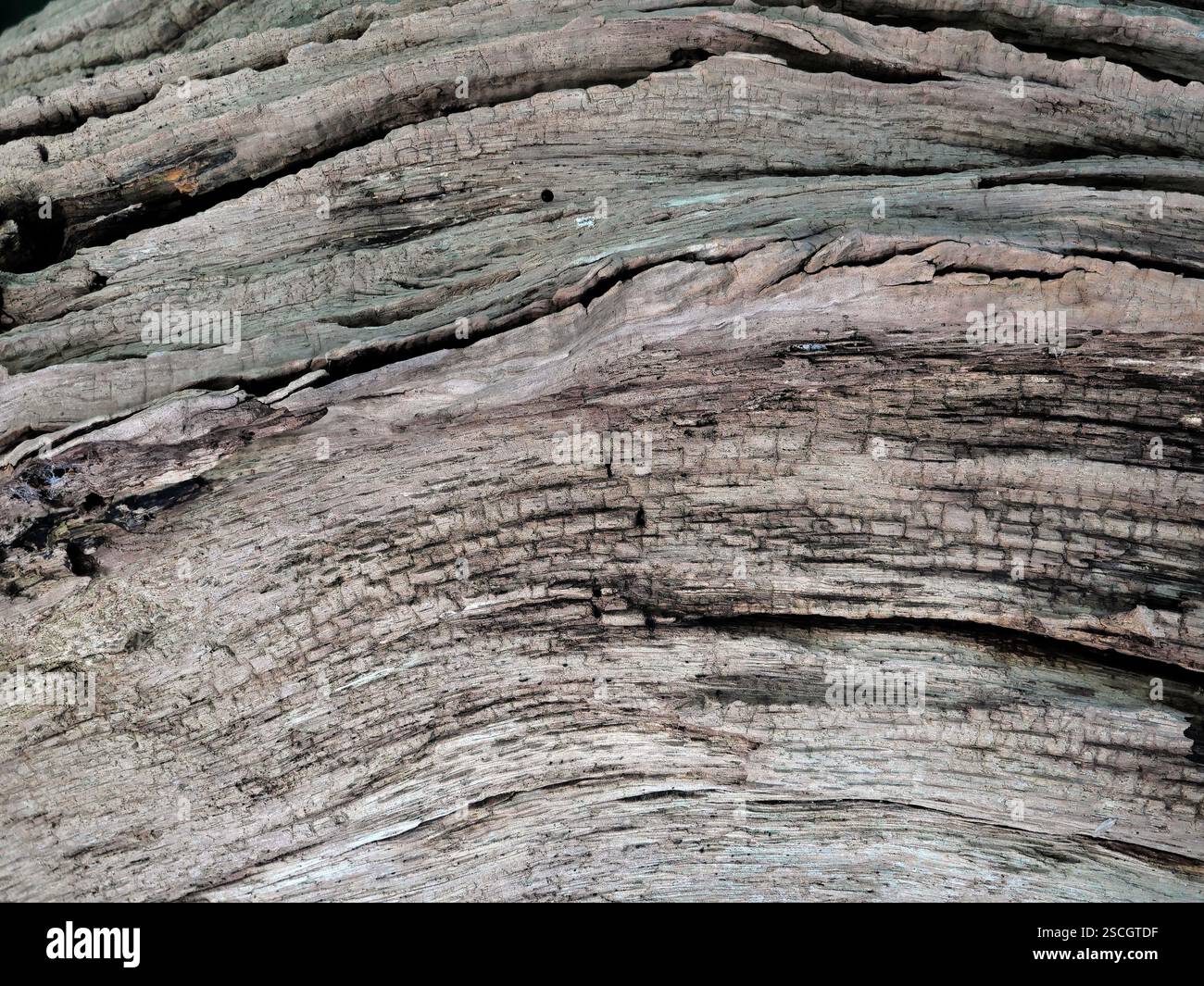 Dead debarked tree trunk with porous wood structure. The decomposition ...