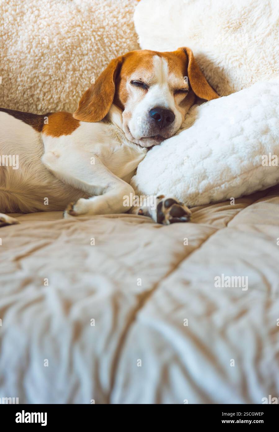 A adult beagle dog napping in sunny room on sofa Stock Photo - Alamy