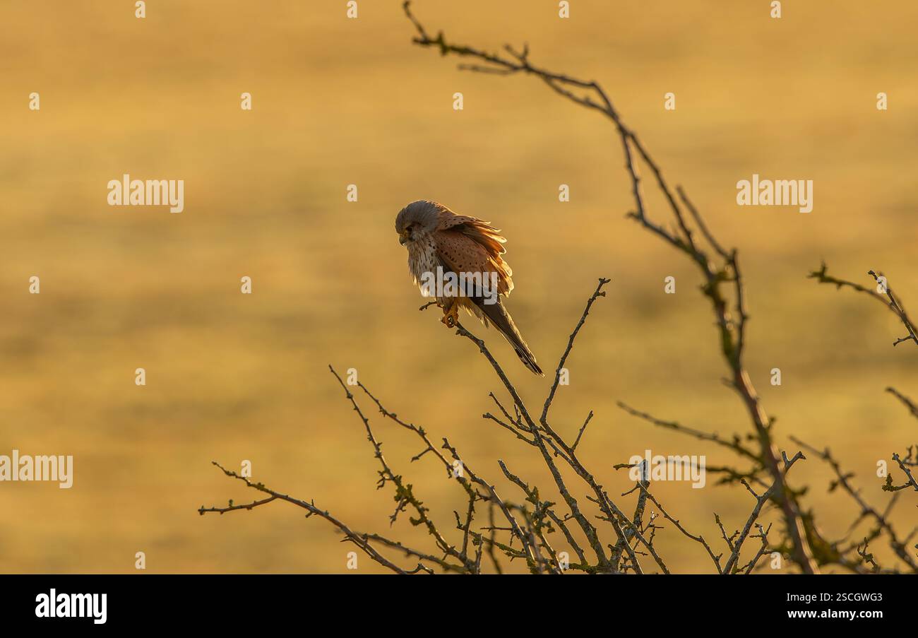 Kestrel at rspb hesketh out marsh hi-res stock photography and images ...