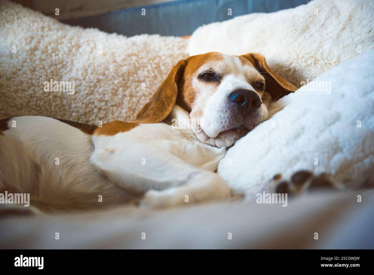 A adult beagle dog napping in sunny room on sofa Stock Photo - Alamy
