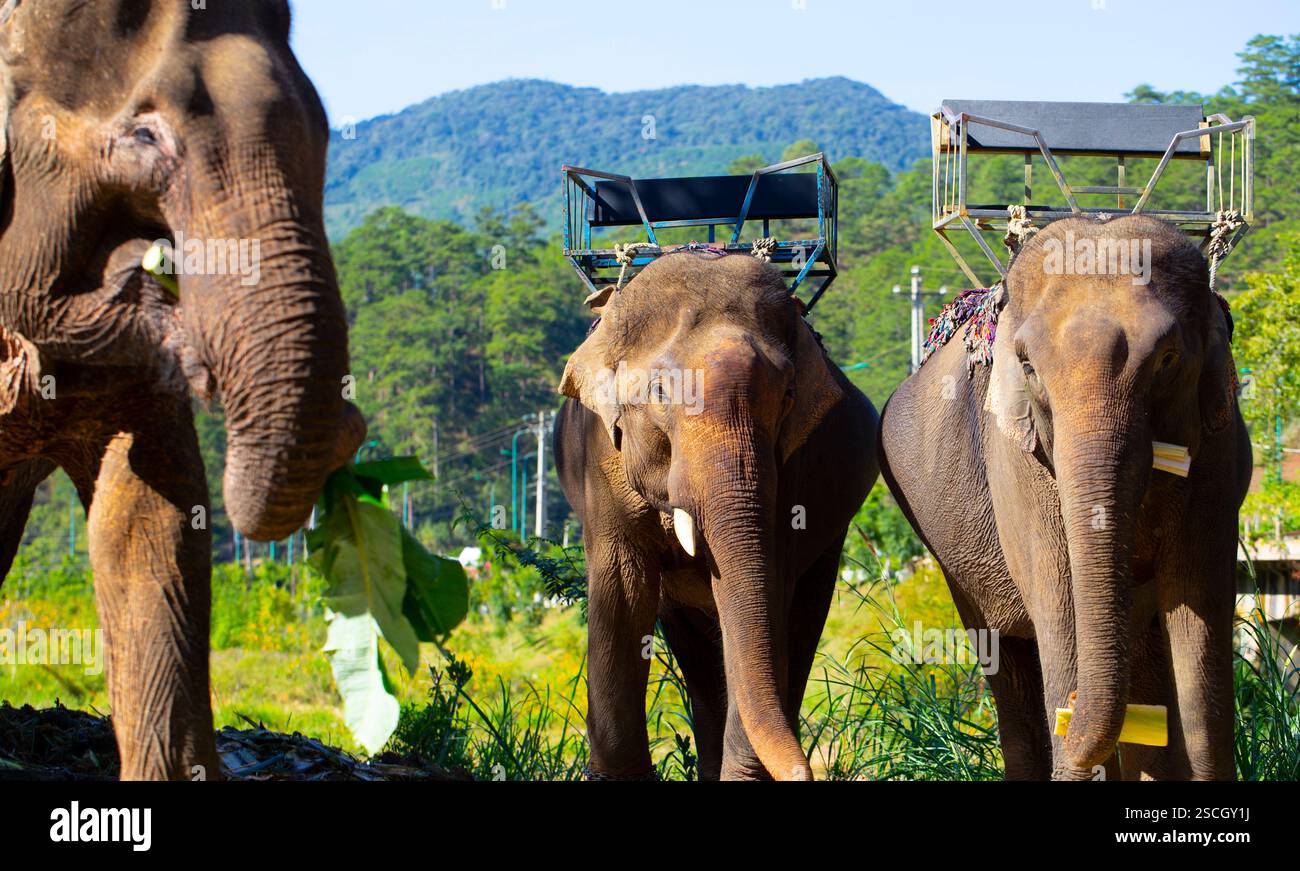 the farm of elephants not far from Dalat. Vietnam Stock Photo - Alamy