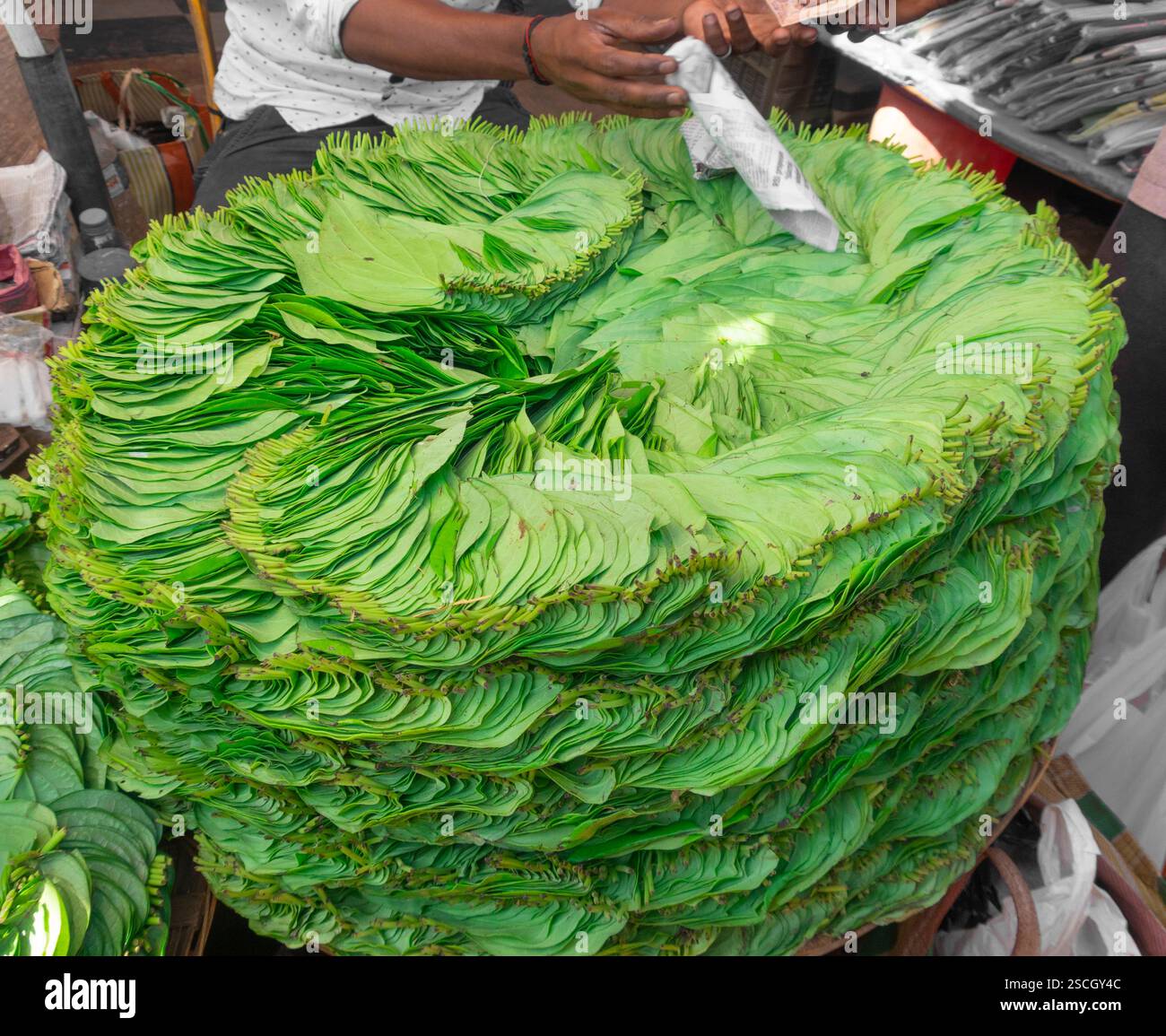 Leaves of betel (pan masala) on the market in Goa Stock Photo - Alamy