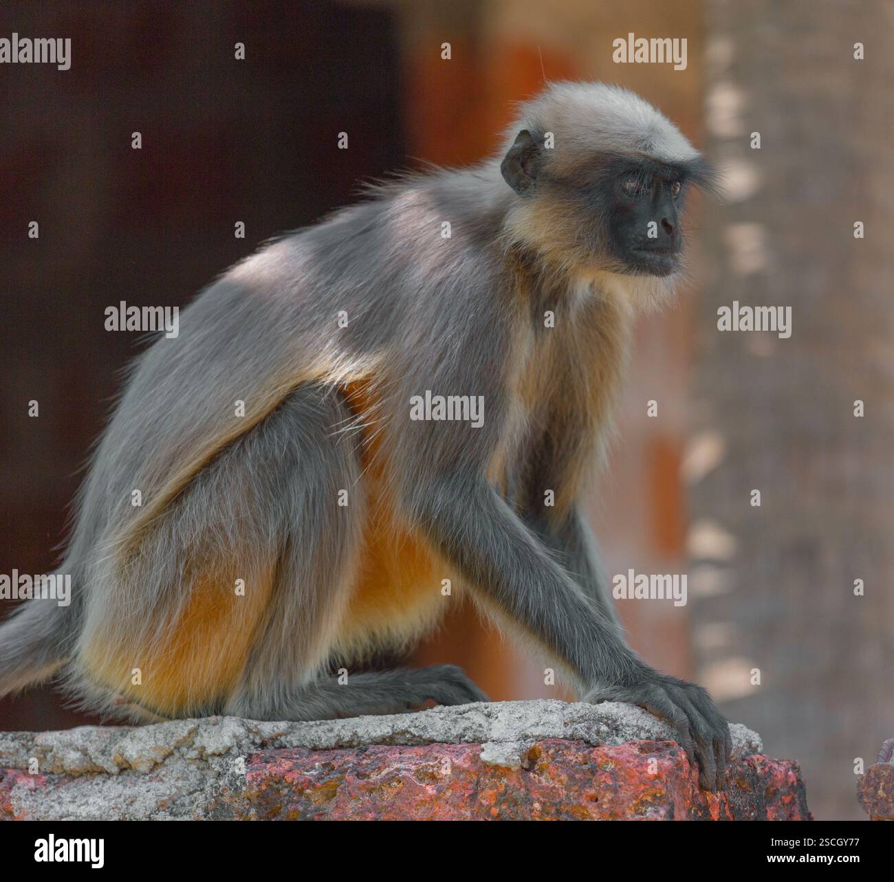 Wild monkeys in the jungles of India Stock Photo - Alamy