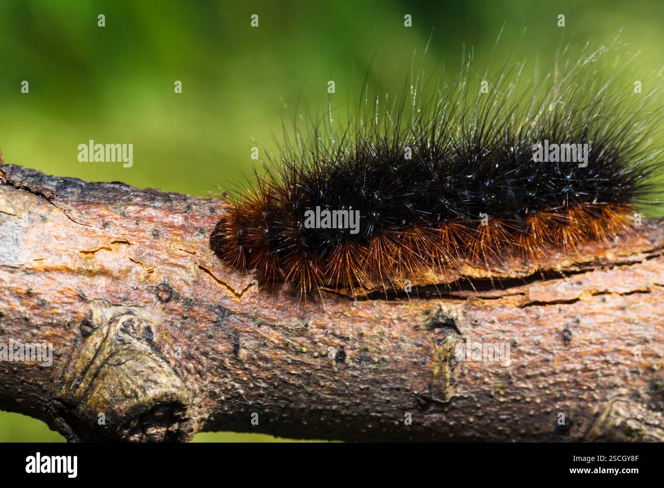 Brown fluffy caterpillar creeping along a branch Stock Photo - Alamy