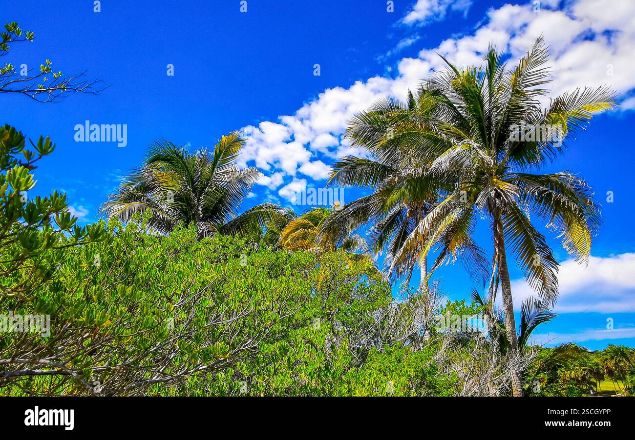 Tropical natural jungle forest palm trees at the ancient Tulum ruins ...