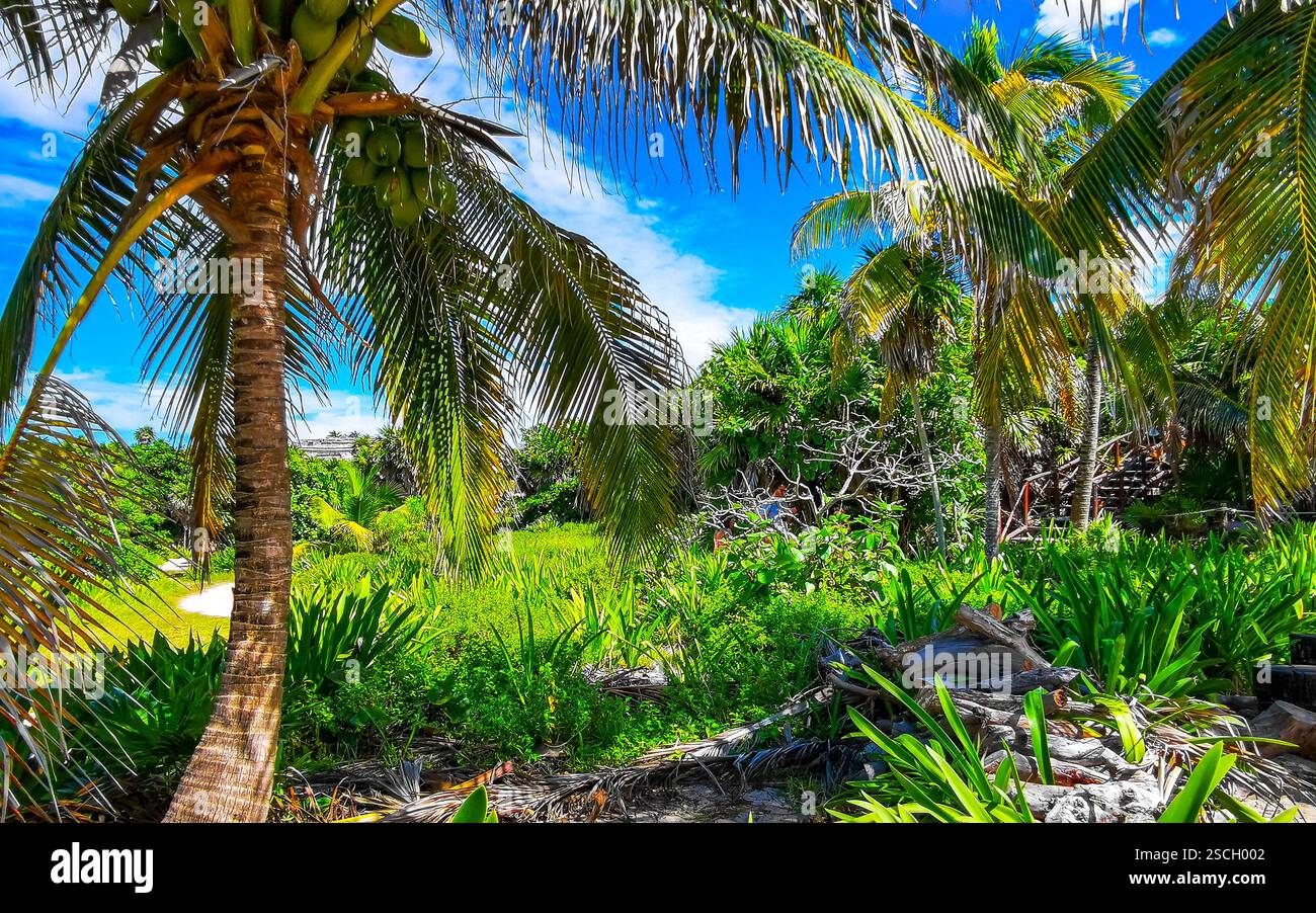 Tropical natural jungle forest palm trees at the ancient Tulum ruins ...
