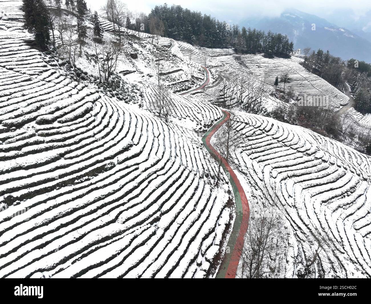 Aerial photo shows the snow scenery of a tea garden in Xiangyang City ...