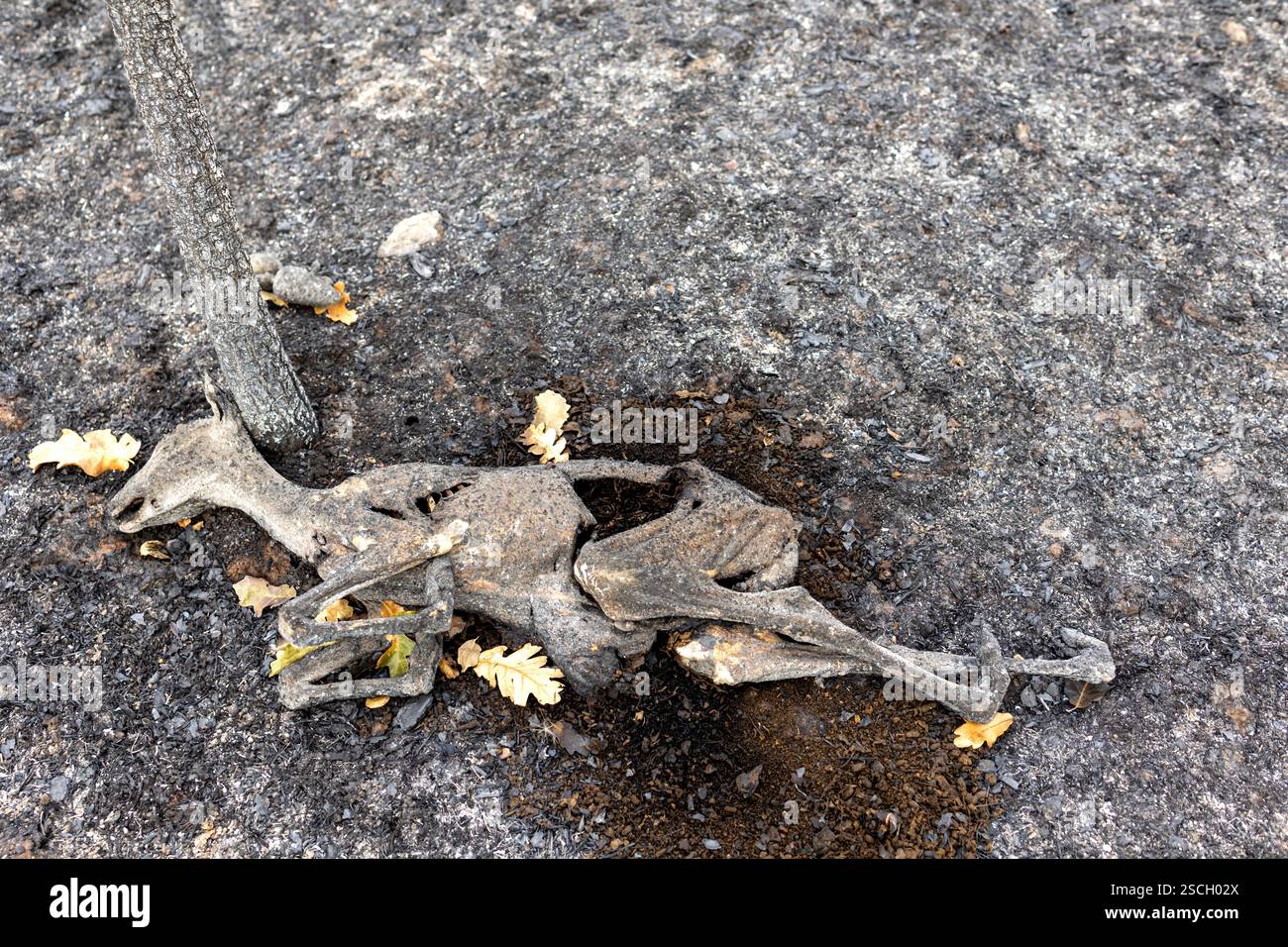 Burnt dead deer animal in the Dadia forest Evros Greece after the ...