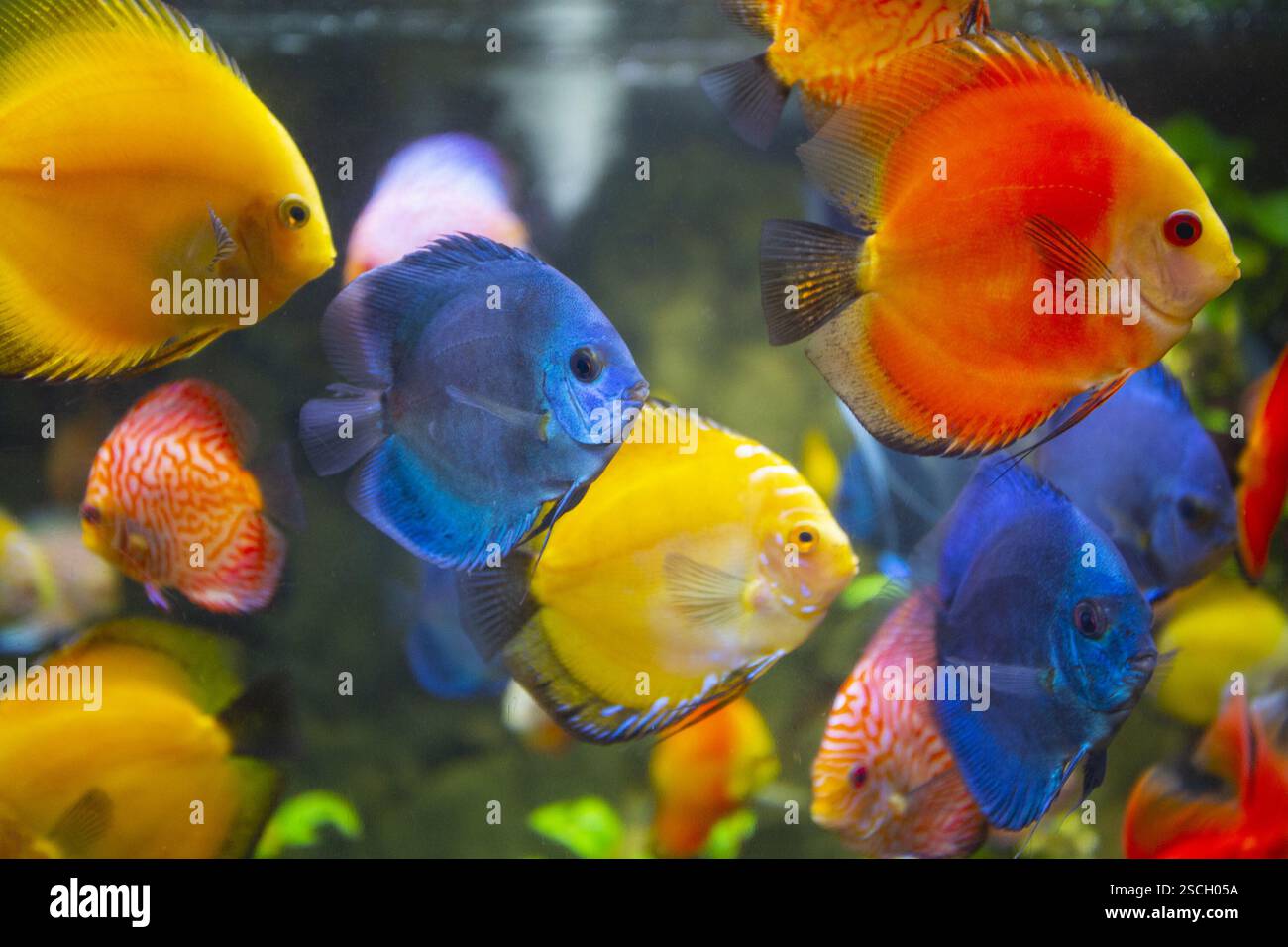 Symphysodon discus in an aquarium on a green background Stock Photo - Alamy