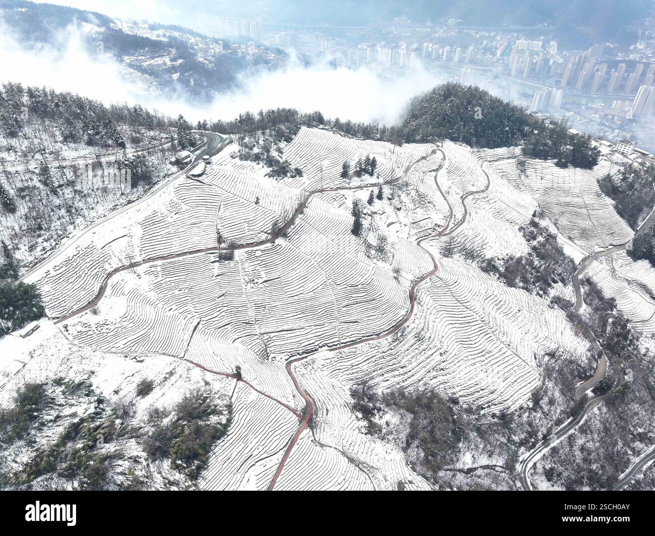 Aerial photo shows the snow scenery of a tea garden in Xiangyang City ...