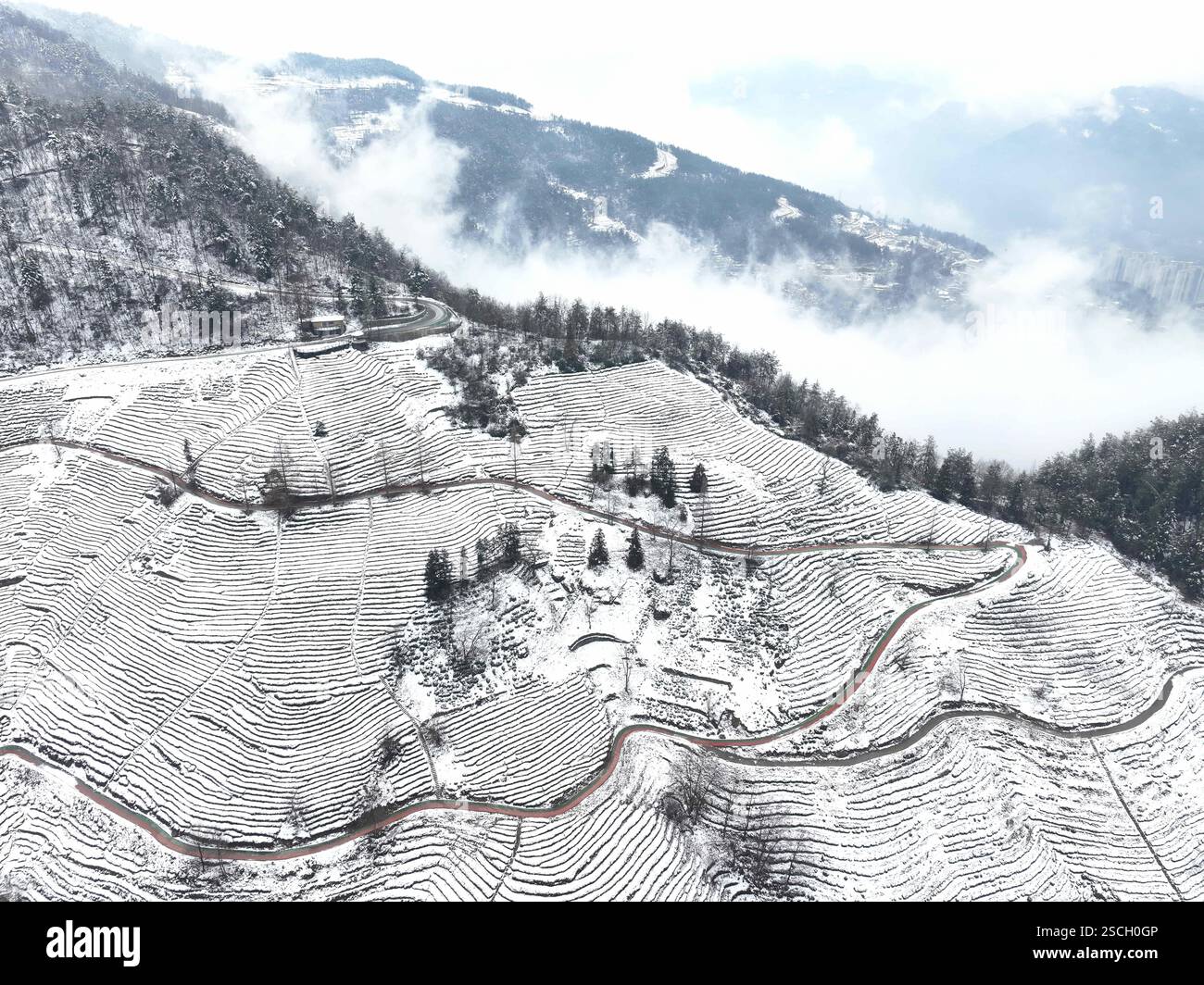 Aerial photo shows the snow scenery of a tea garden in Xiangyang City ...