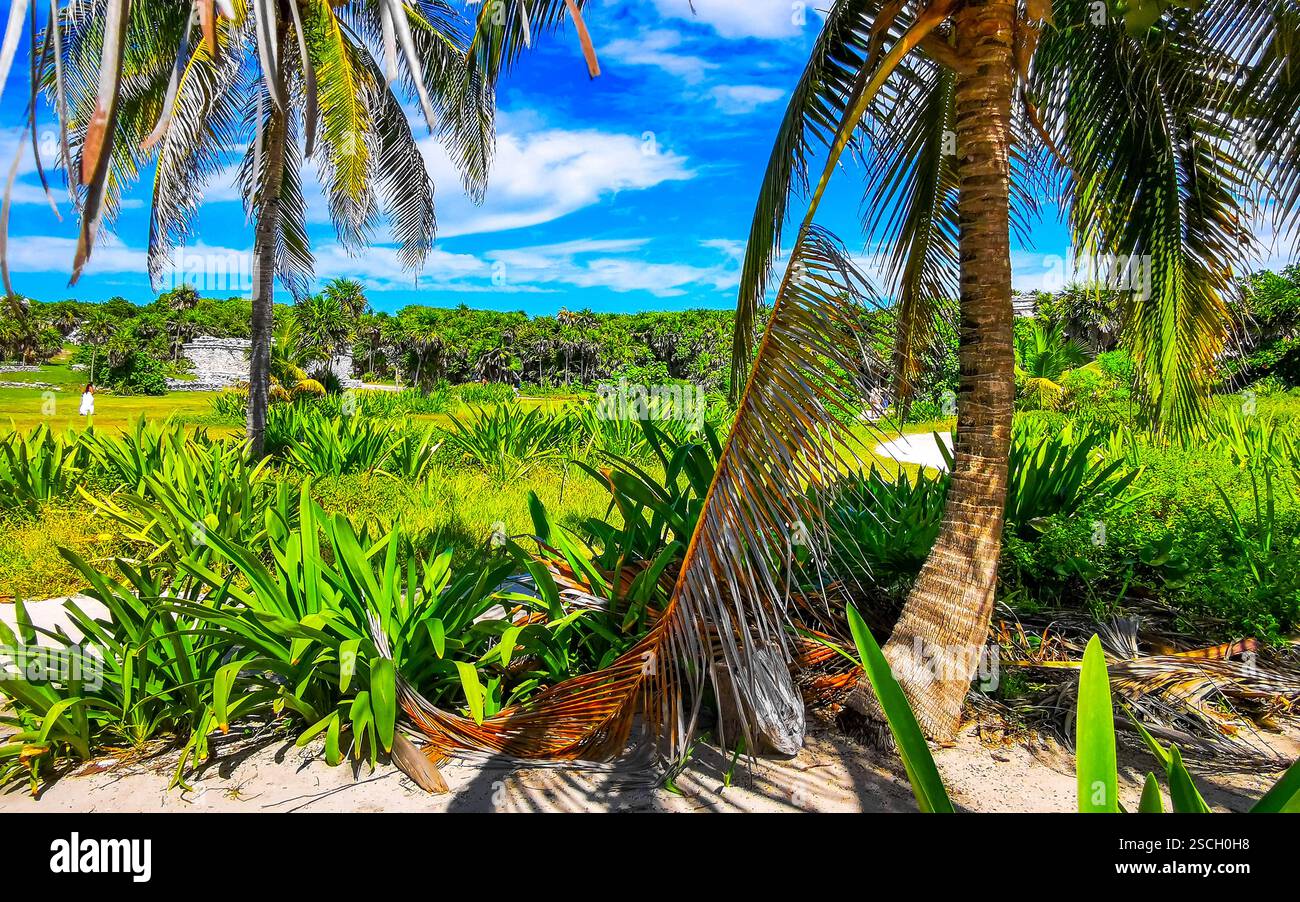 Tropical natural jungle forest palm trees at the ancient Tulum ruins ...