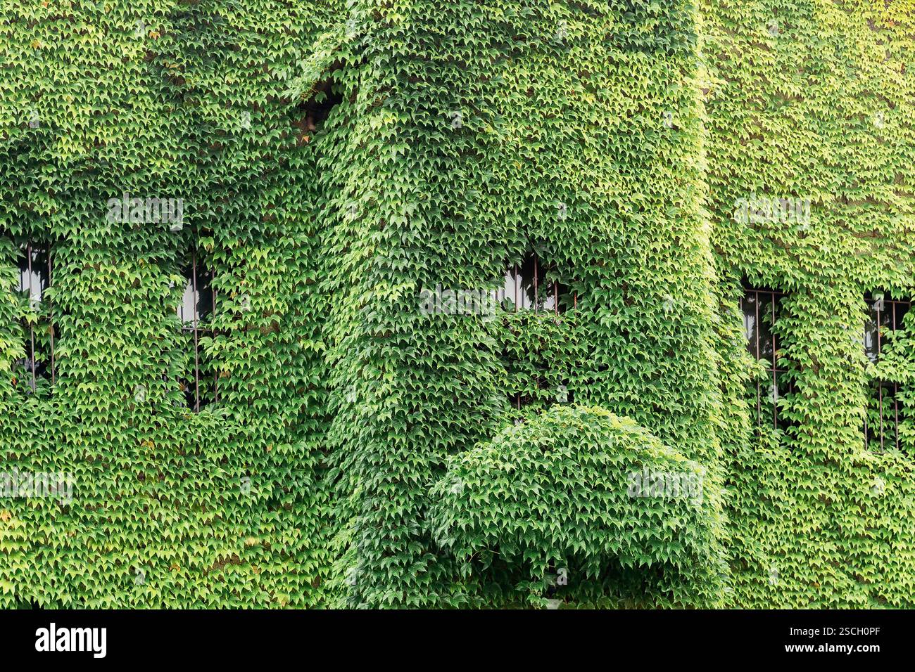A building facade almost entirely covered in dense green ivy, with ...